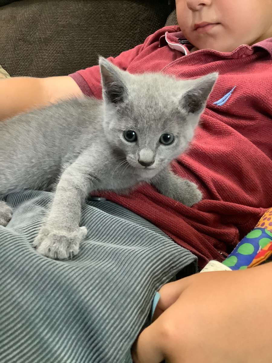Russian Blue Kittens for Sale in Missouri | Purebred Russian Blues